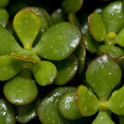 green plant macro-green theme Desktop - KDE Store