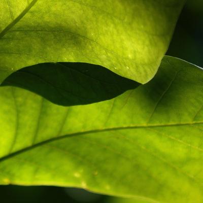 green leaves-green theme Desktop - KDE Store