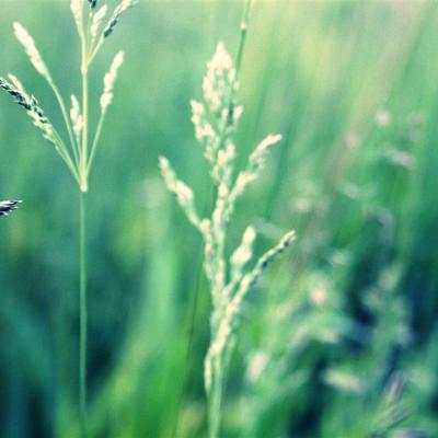 grass -green theme Desktop grass_-green_theme_Desktop2011.1 - KDE Store