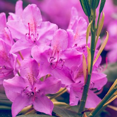 Purple rhododendron flower-2017 Spring Photo H.. - KDE Store
