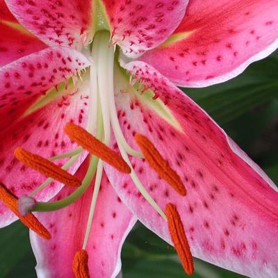 Pink lily-Summer flowers wallpaper - KDE Store