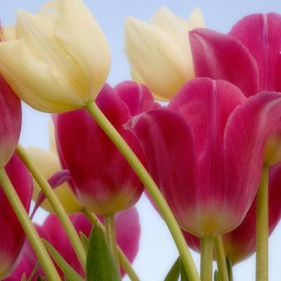 tulips sky-Summer flowers wallpaper - KDE Store