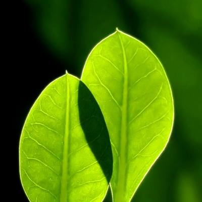 two leaves-plants photography wallpaper - KDE Store