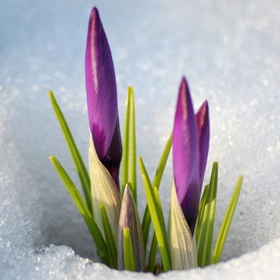 Snowdrops snow spring flowers-Flowers Photo HD.. - KDE Store