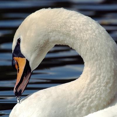 mute swan-birds Desktop Wallpapers - KDE Store