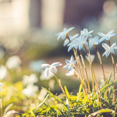 blue nature bokeh-Flowers HD Wallpaper - KDE Store