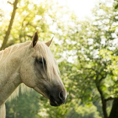 Nature Tree Summer Horse-Animal World HD Wallp.. - KDE Store