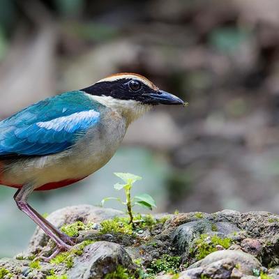 Beak Feathers Color Stone Bird-Animal World HD.. - KDE Store