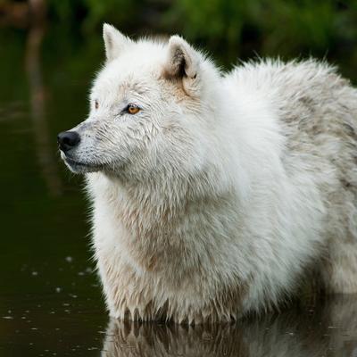 White wolf predator water-Animal World HD Wall.. - KDE Store