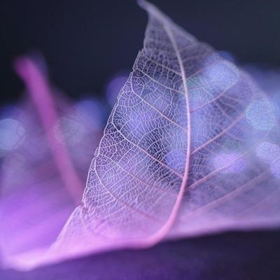 Transparent leaf vein abstract wallpaper - KDE Store