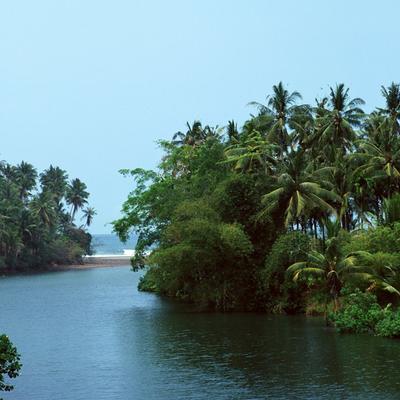 beach palm tree wallpaper - KDE Store