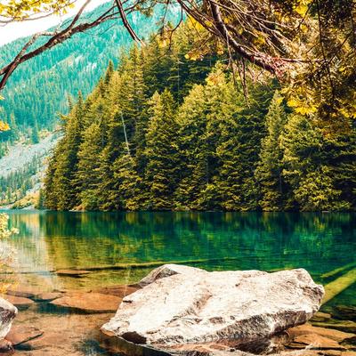 Lindeman Lake Fraser Valley Jungle BC Canada - KDE Store