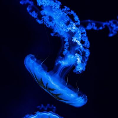 Deep sea Blue Elves Jellyfish Closeup 5K - KDE Store