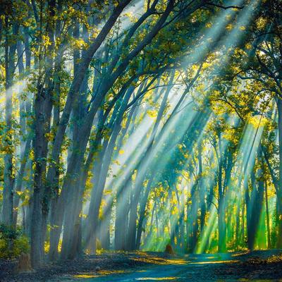 Sun Rays Jim Corbett National Park 2023 Bing - KDE Store