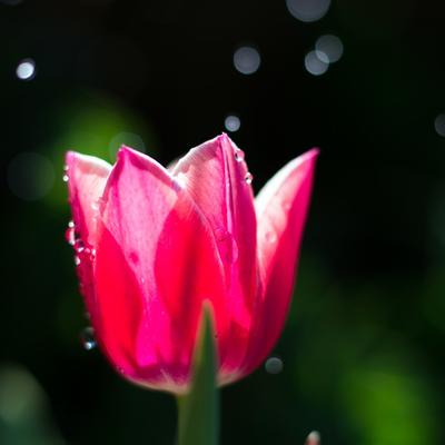 Fresh Pink Tulip Spring Flower Rain Drop 5K - KDE Store