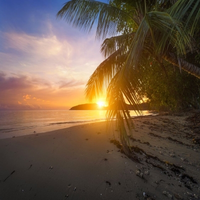 Palm Tree on Beach Shore During Sunset Wallpaper - KDE Store