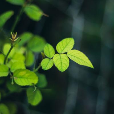 / Jungle Green leaves-Macro photo HD - KDE Store