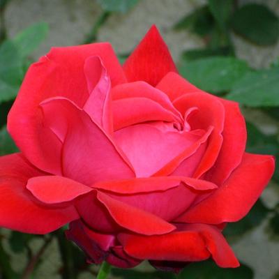 Rose Flower Wallpaper - KDE Store