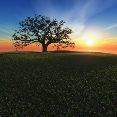 Tree Wallpaper - KDE Store