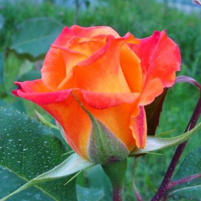 Rose Flower Wallpaper - KDE Store