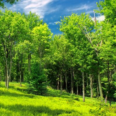 Trees Wallpaper - KDE Store