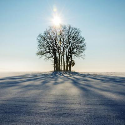 Trees Wallpaper - KDE Store