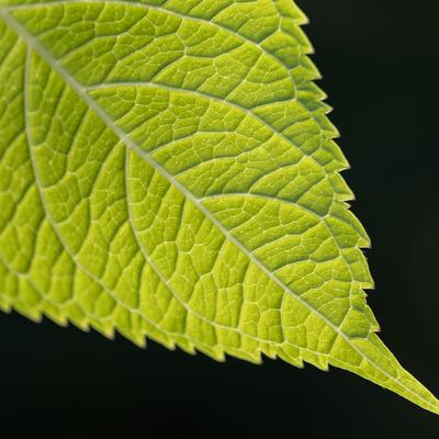 Leaf Wallpaper - KDE Store