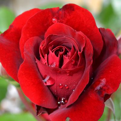 Red Rose Flower Wallpaper - KDE Store
