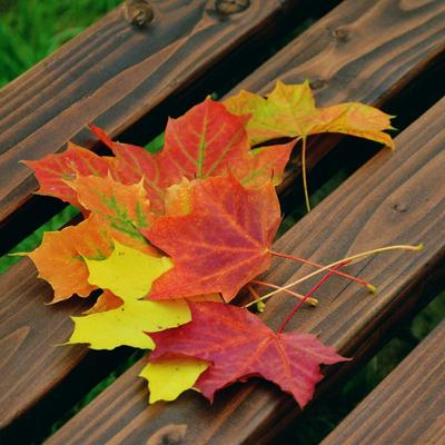 Red Leaves Wallpaper - KDE Store