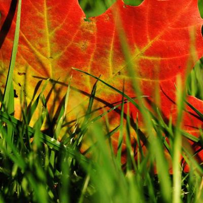 Red Leaf Wallpaper - KDE Store