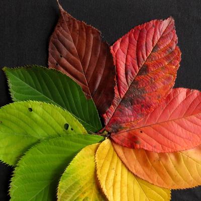 Leaves Wallpaper - KDE Store