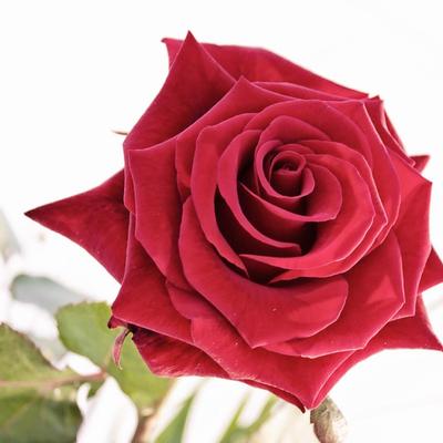 Red Rose Flower Wallpaper - KDE Store