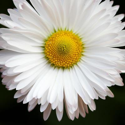 Flower Wallpaper - KDE Store