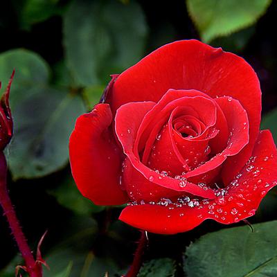 Red Rose Flower Wallpaper - KDE Store