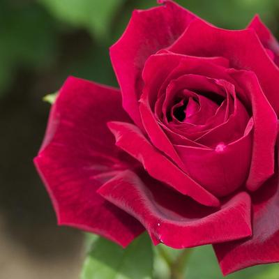 Red Rose Flower Wallpaper - KDE Store