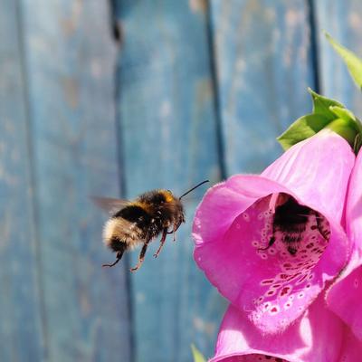 Pink Flowers Wallpaper - KDE Store