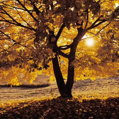 Tree Wallpaper - KDE Store