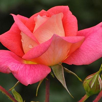 Pink Rose Flower Wallpaper - KDE Store
