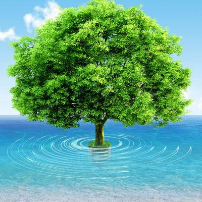 Tree Wallpaper - KDE Store