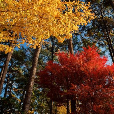 Trees Wallpaper - KDE Store