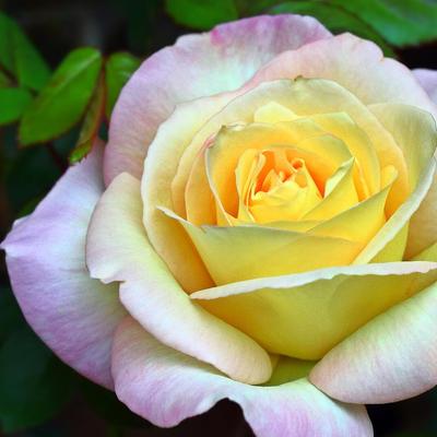 Rose Flower Wallpaper - KDE Store