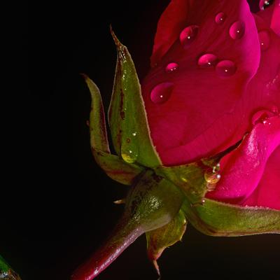 Rose Flower Wallpaper - KDE Store