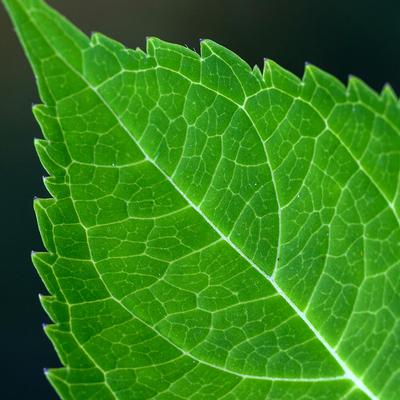 Leaf Wallpaper - KDE Store