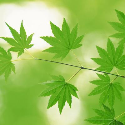 Green Leaves Wallpaper - KDE Store