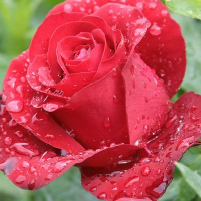 Red Rose Flower Wallpaper - KDE Store