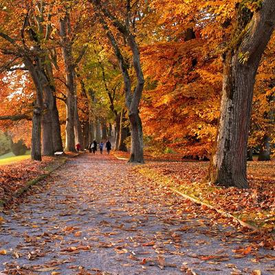 Autumn Season Wallpaper - KDE Store