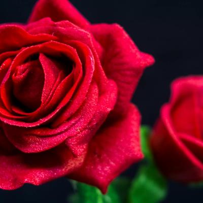 Red Rose Flower Wallpaper - KDE Store