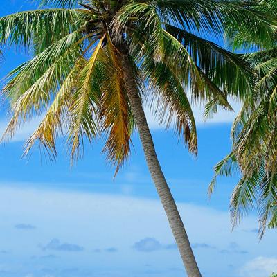 Coconut Trees Wallpaper - KDE Store