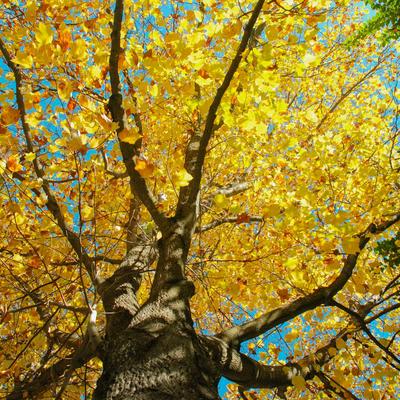 Tree Wallpaper - KDE Store