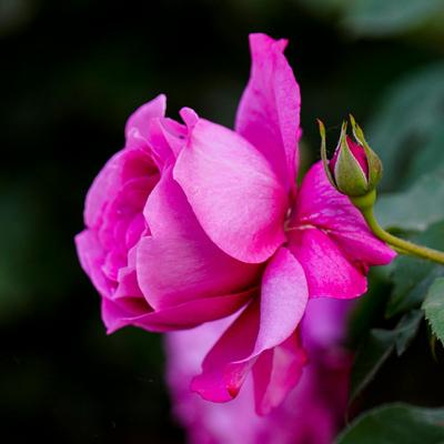 Pink Rose Flower Wallpaper - KDE Store
